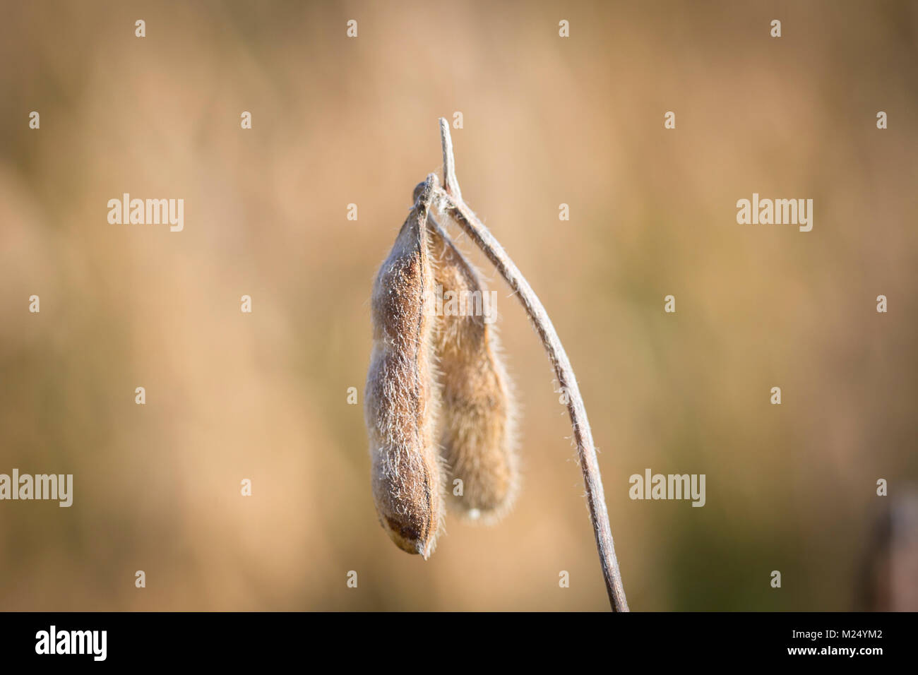 Close-up view of Soybean Plant Stock Photo - Alamy
