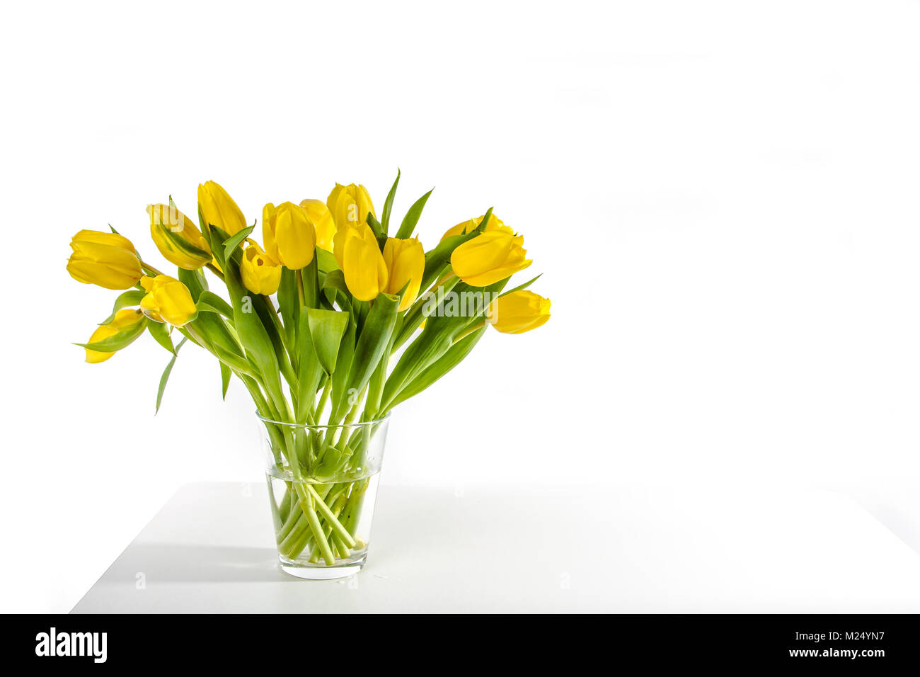 Beautiful Yellow Tulips isolated on white background Stock Photo - Alamy