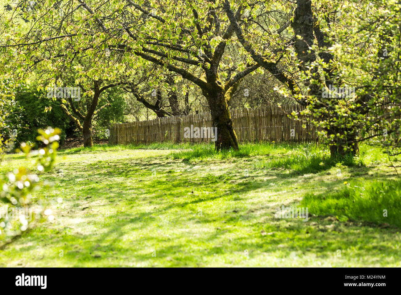 Garden with old fruit trees and wooden fence Stock Photo - Alamy