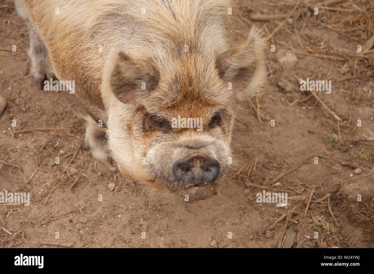 Pig Pen High Resolution Stock Photography and Images - Alamy