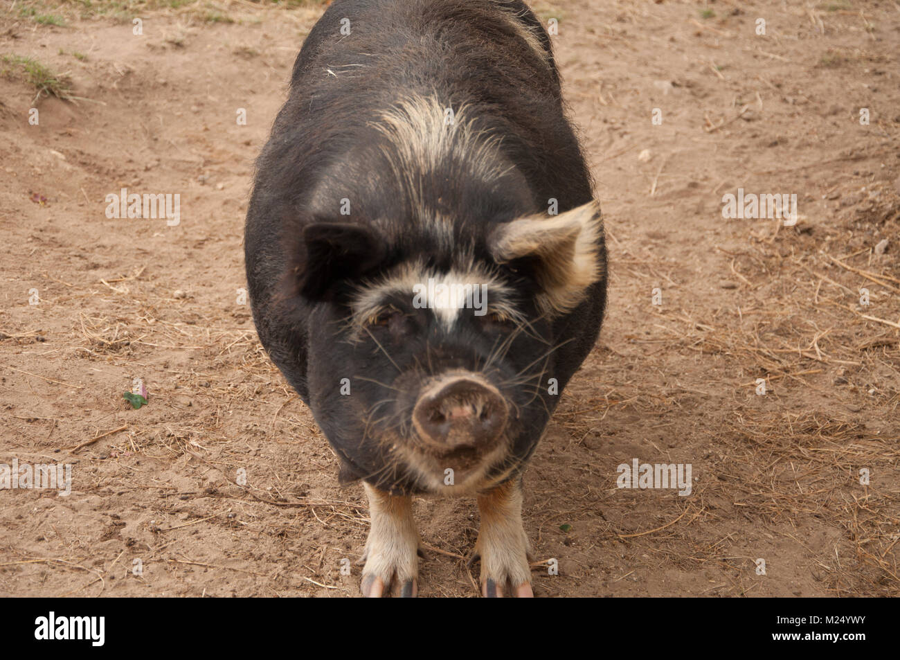Pig pen mud hi-res stock photography and images - Alamy