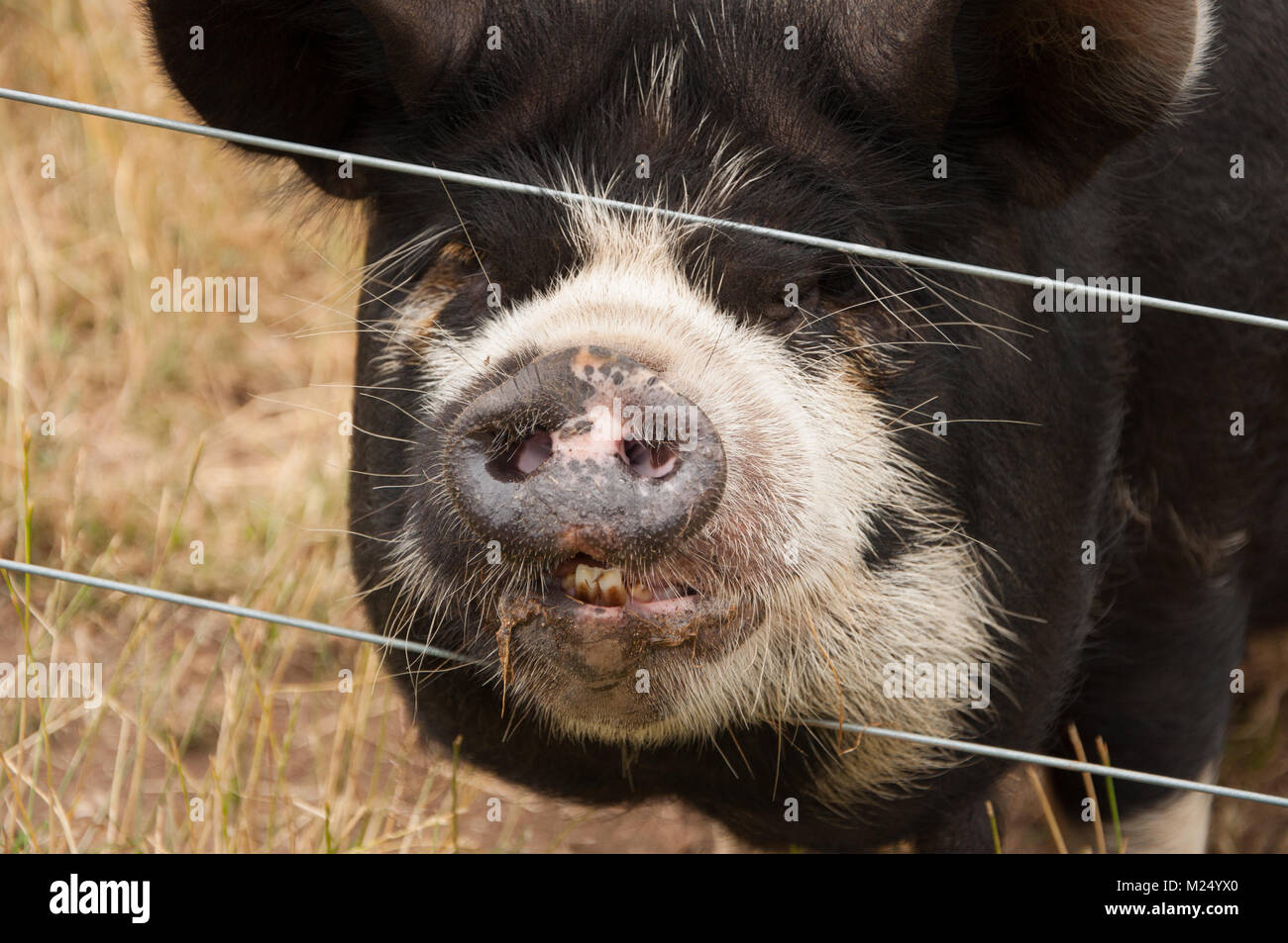 Pig by wire fence hi-res stock photography and images - Alamy