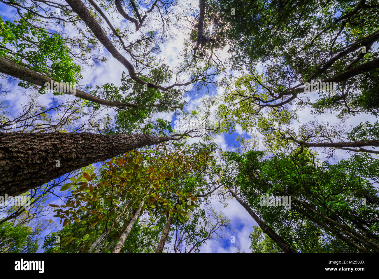 A view looking up at the perspective provided by tall evergreen trees ...