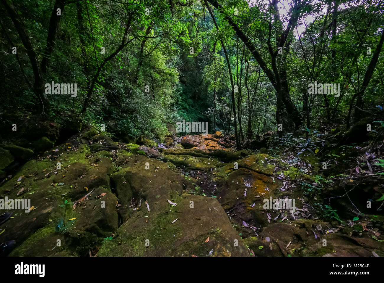 Rainforest river hi-res stock photography and images - Alamy