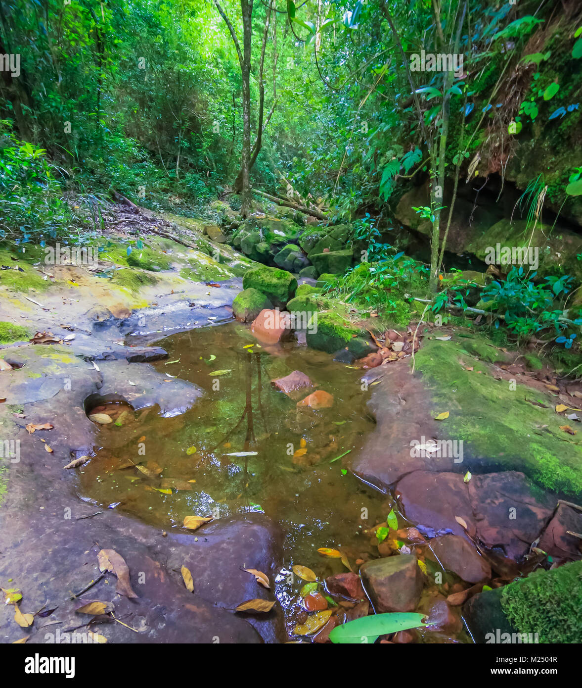 Rainforest river nature landscape. Stream in rainforest nature Stock ...