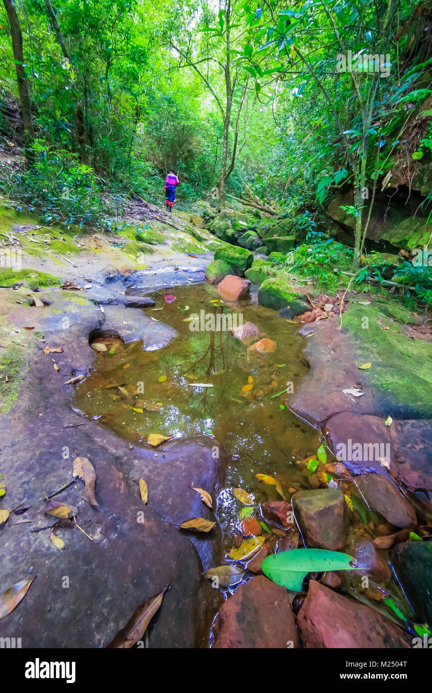 Rainforest river nature landscape. Stream in rainforest nature Stock ...