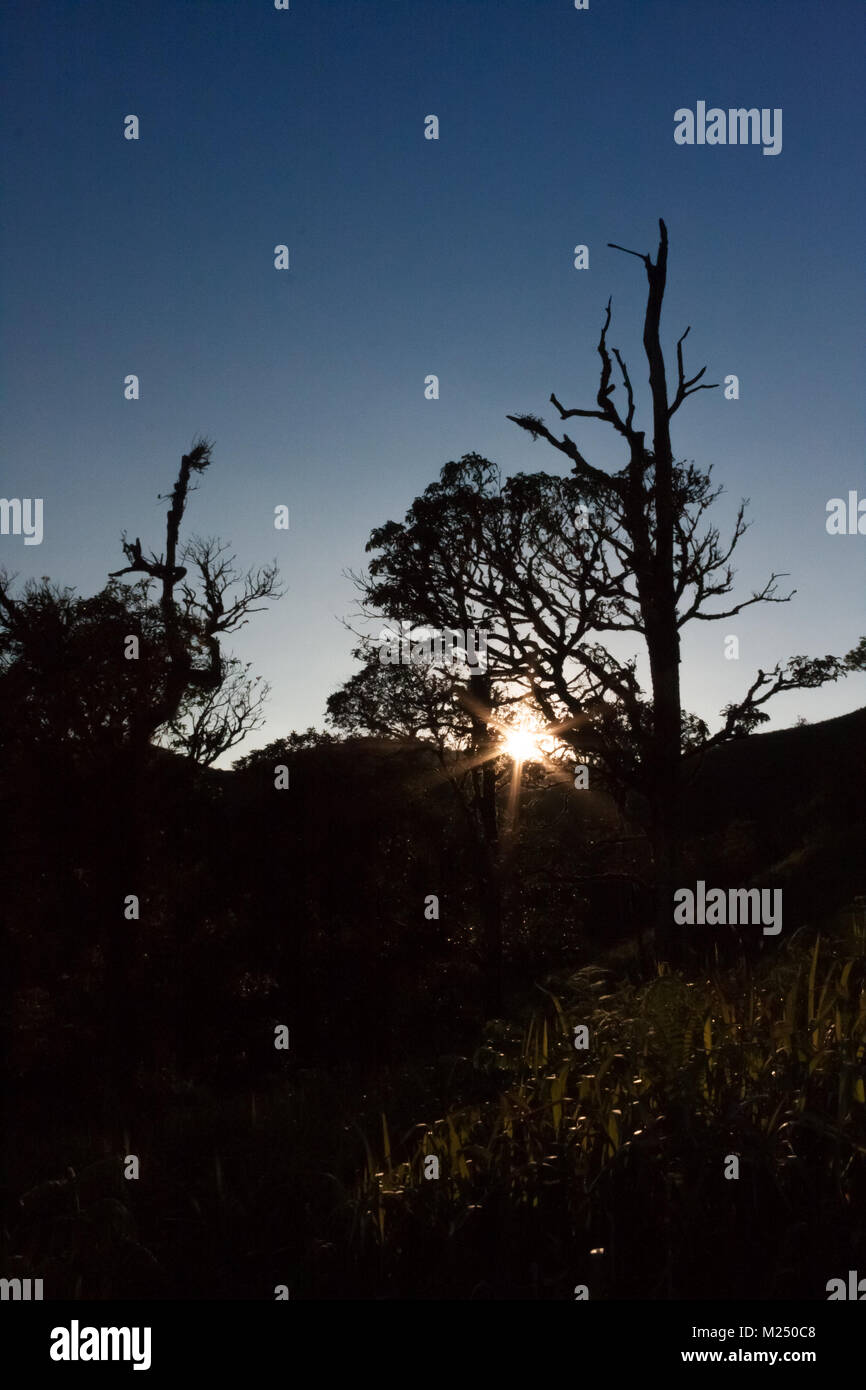 sunset over tree Stock Photo - Alamy