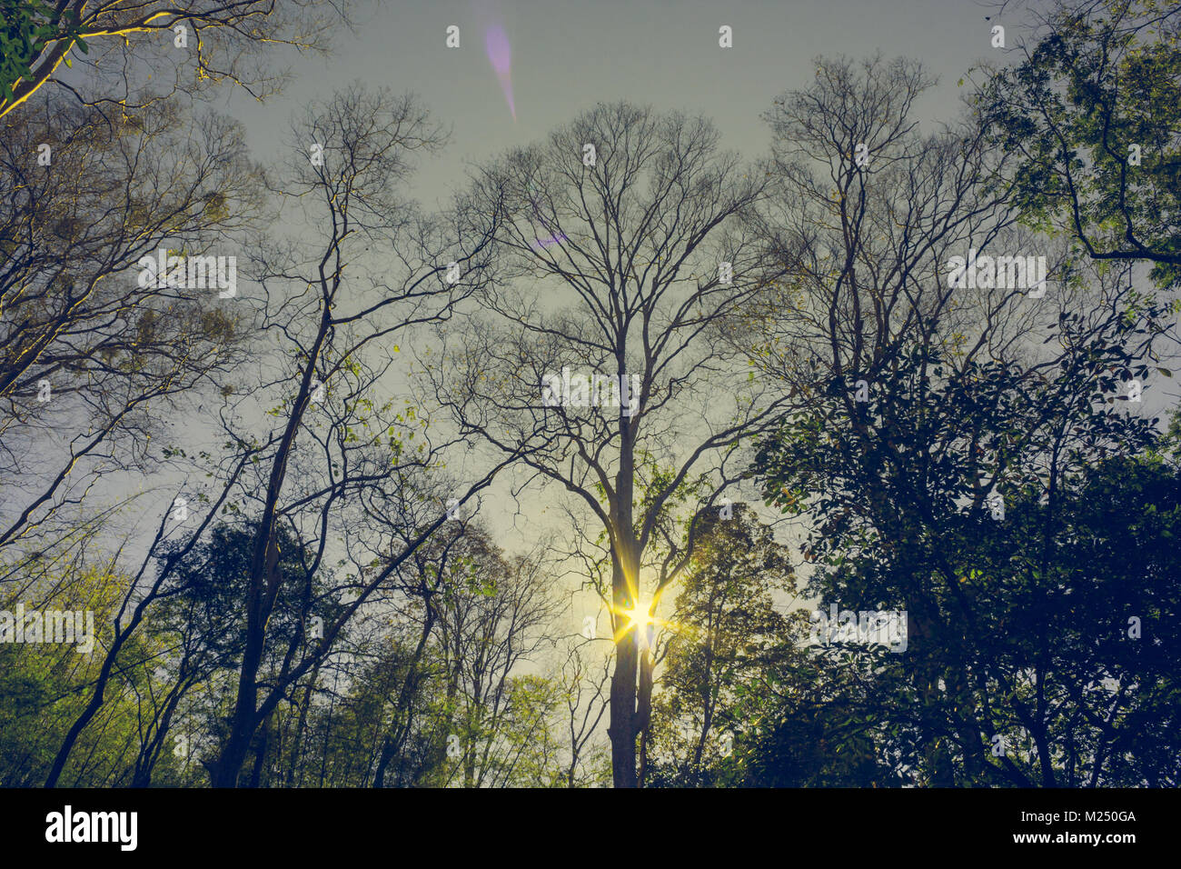 looking up at tall trees in the forest Stock Photo - Alamy