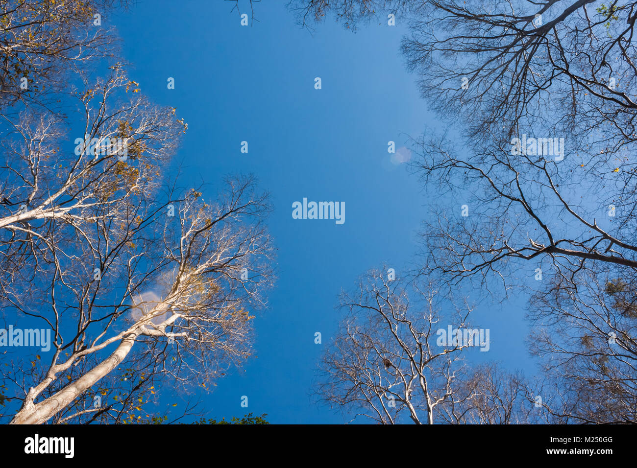 looking up at tall trees in the forest Stock Photo - Alamy