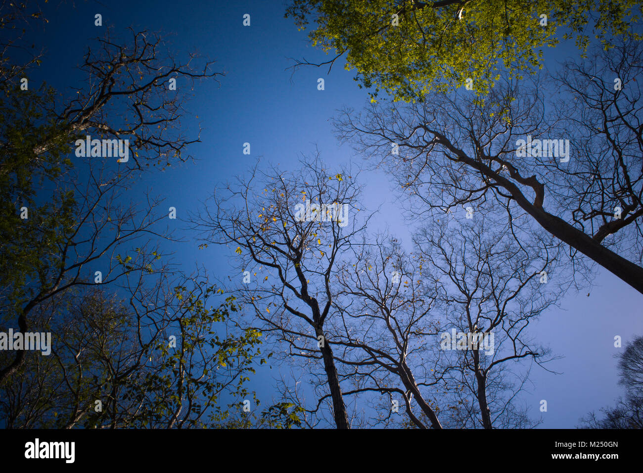 looking up at tall trees in the forest Stock Photo - Alamy