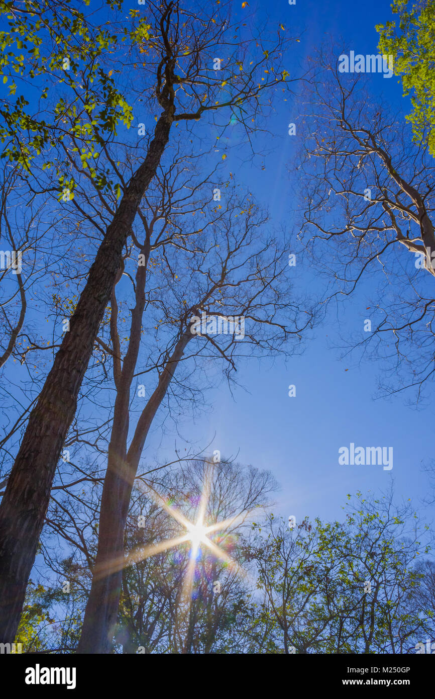 looking up at tall trees in the forest Stock Photo - Alamy