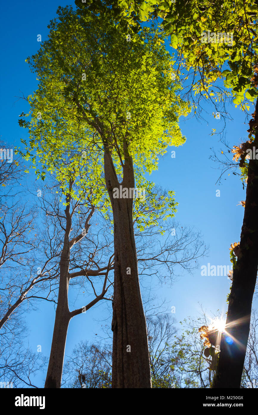 looking up at tall trees in the forest Stock Photo - Alamy