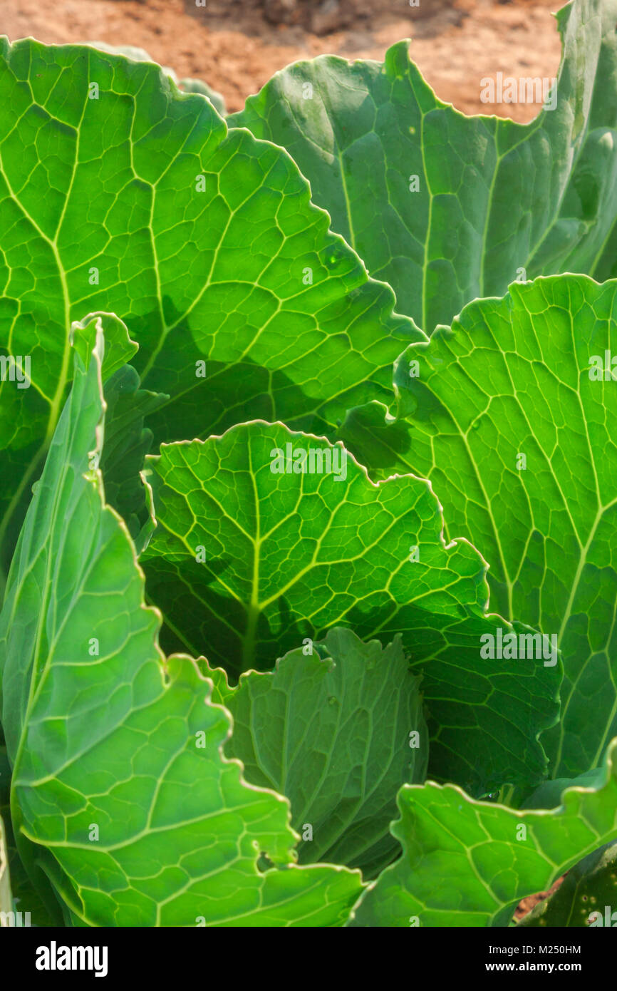 Cabbage closeup. Landscape view of freshly growing cabbage field ...