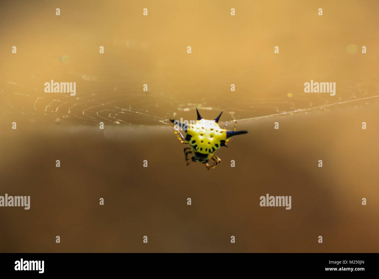 Spiny orb weaver hi-res stock photography and images - Alamy