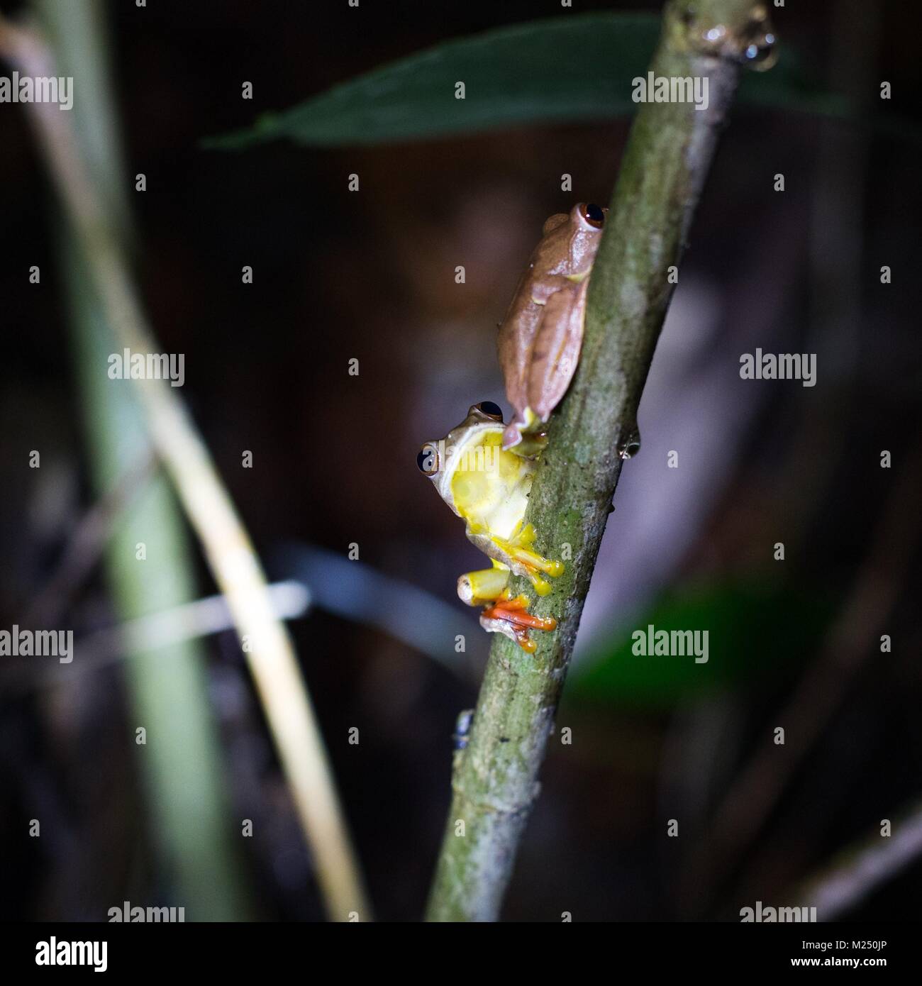Common tree Frog on the leaf fern Stock Photo - Alamy
