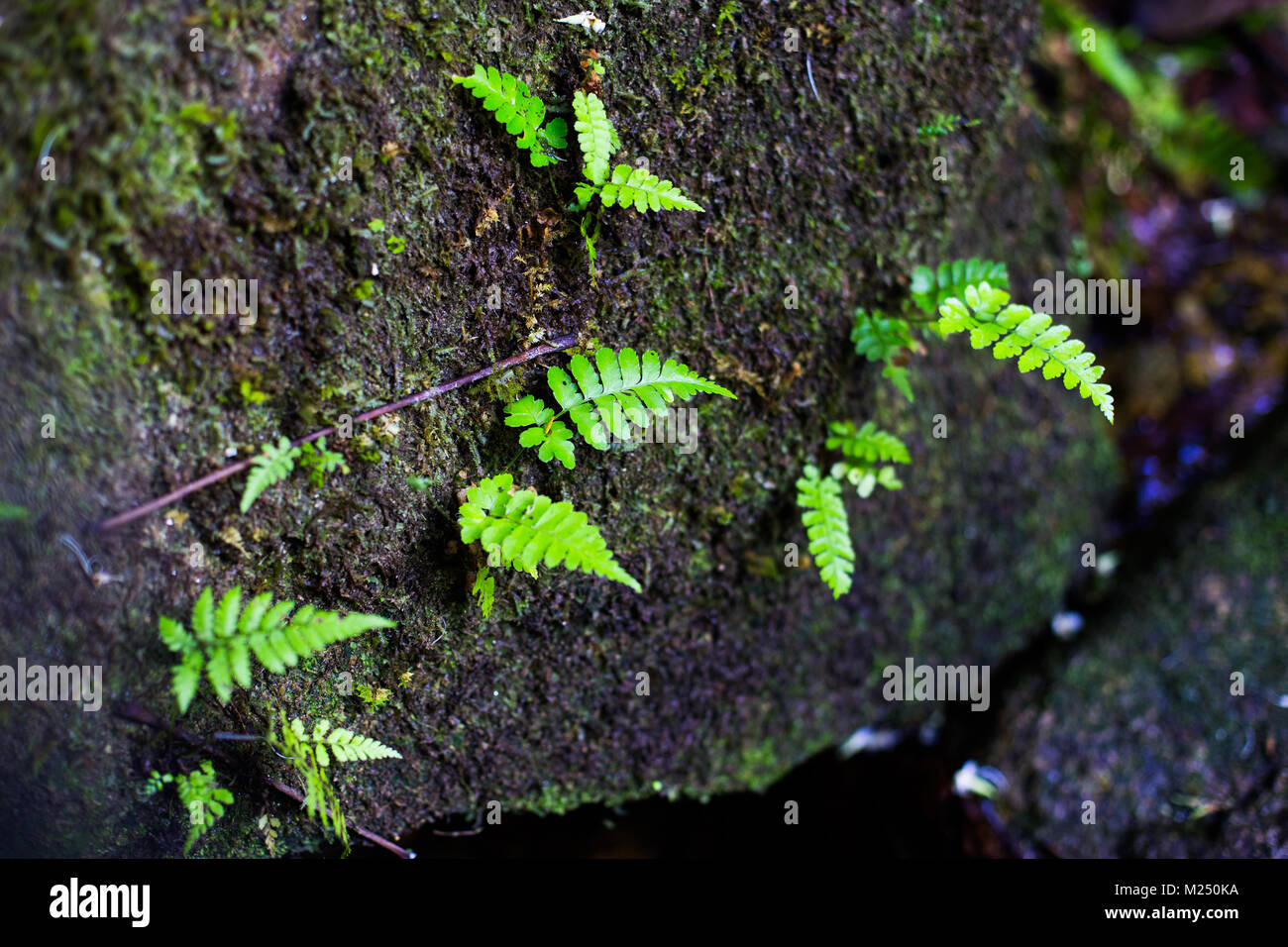 Beautiful ferns growing in hi-res stock photography and images - Alamy