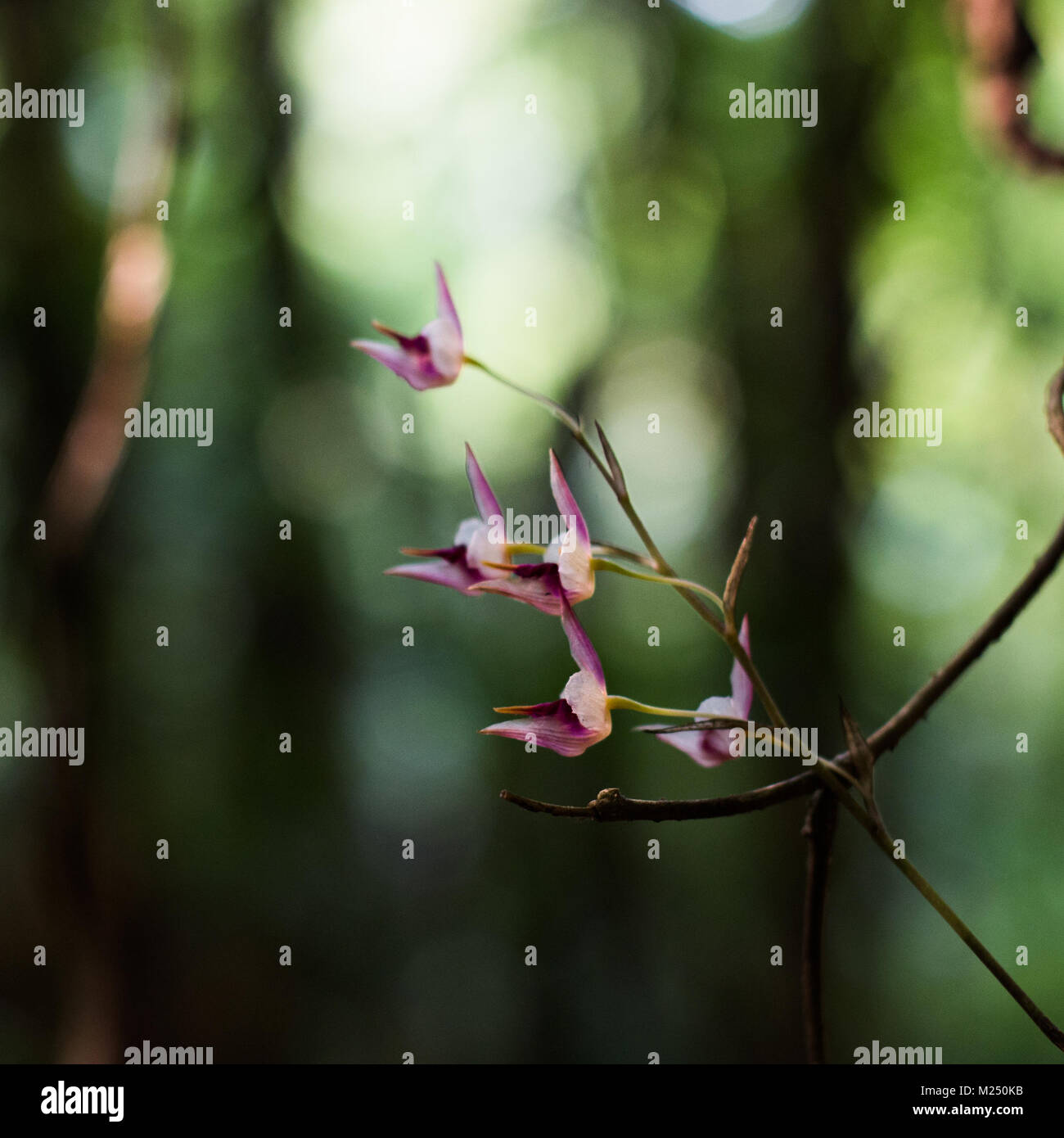 Orchid on tree hi-res stock photography and images - Alamy