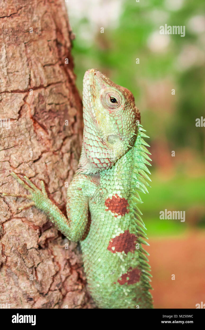 Close up picture of lizard. Beautiful lizard, it has vivid and multi ...