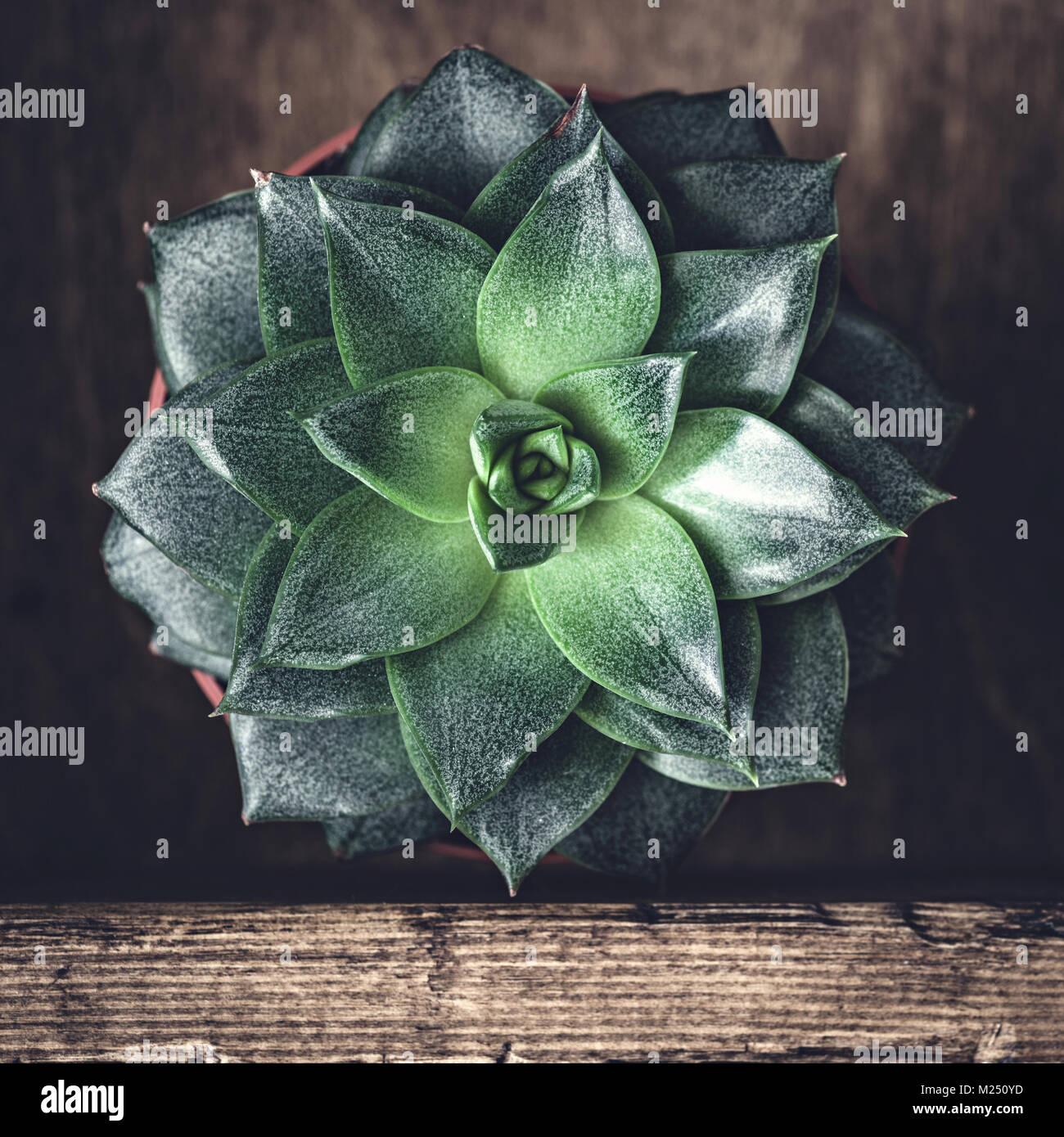 Rose cactus hi-res stock photography and images - Alamy