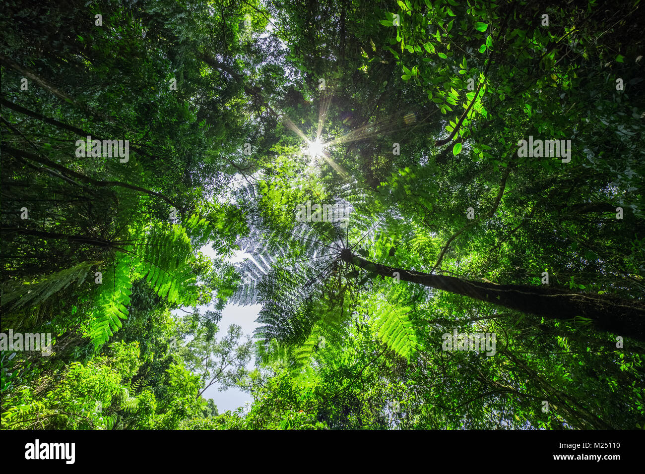 Forest with the sun behind Stock Photo - Alamy