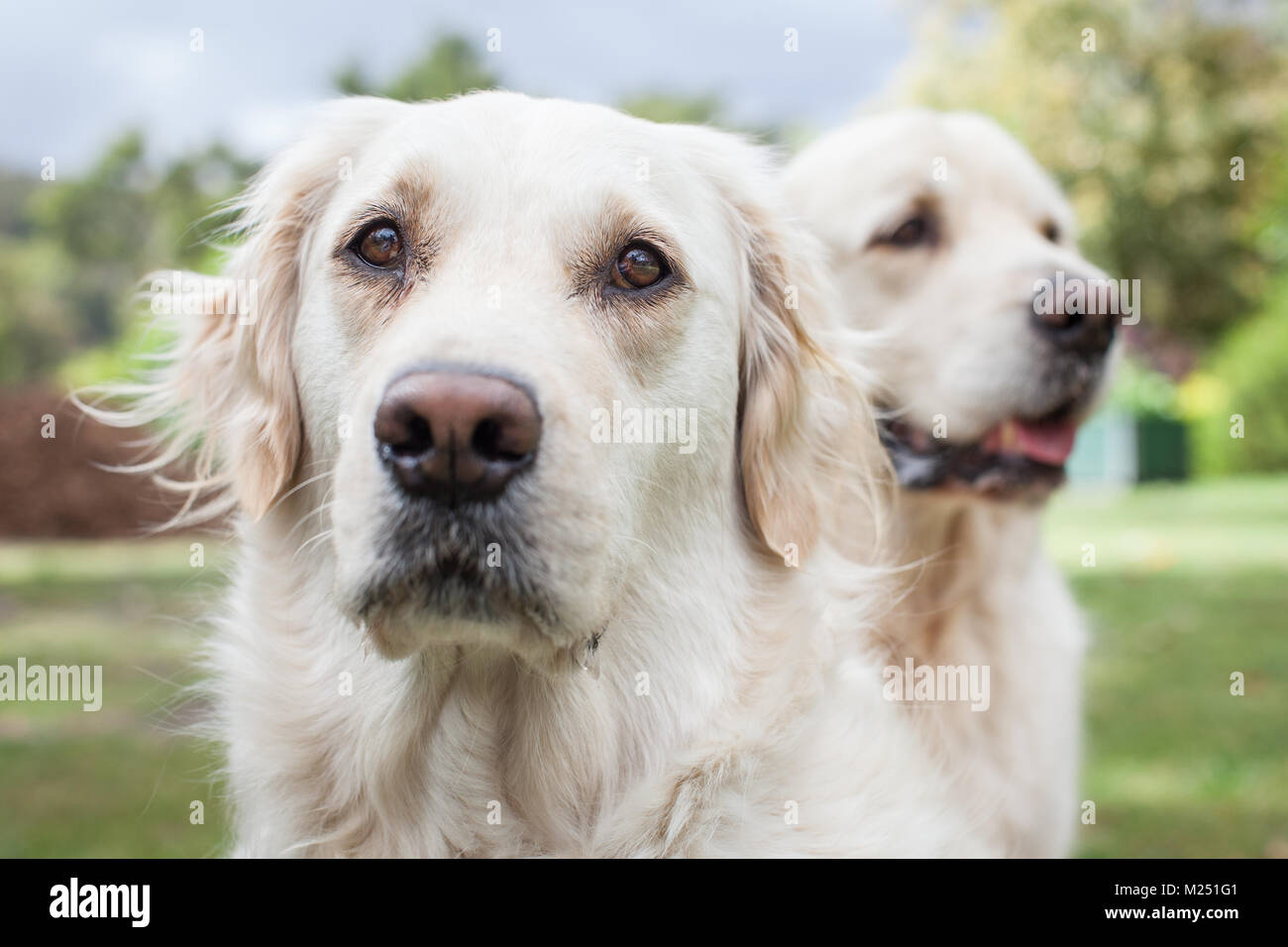 Handsome Retriever High Resolution Stock Photography and Images - Alamy
