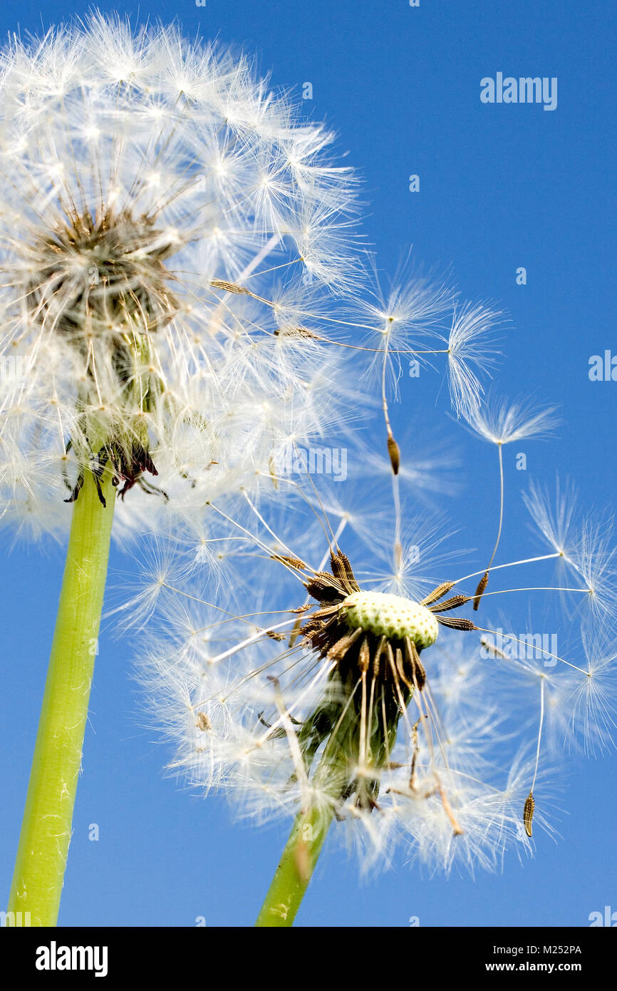 spring garden and meadow - springtime flowers: dandelion (Taraxacum ...