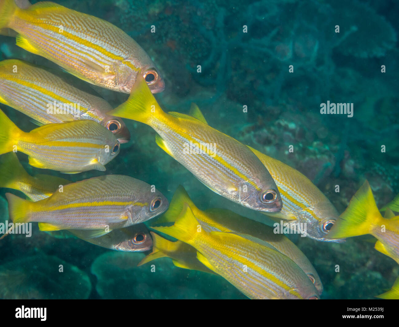 yellow fin fish swimming underwater, Philippines Stock Photo - Alamy