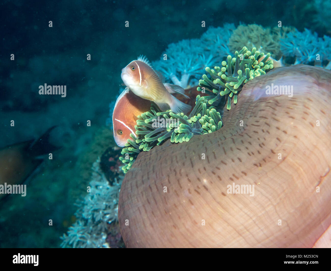 Anemone fish with Sea Anemone, Philippines Stock Photo - Alamy