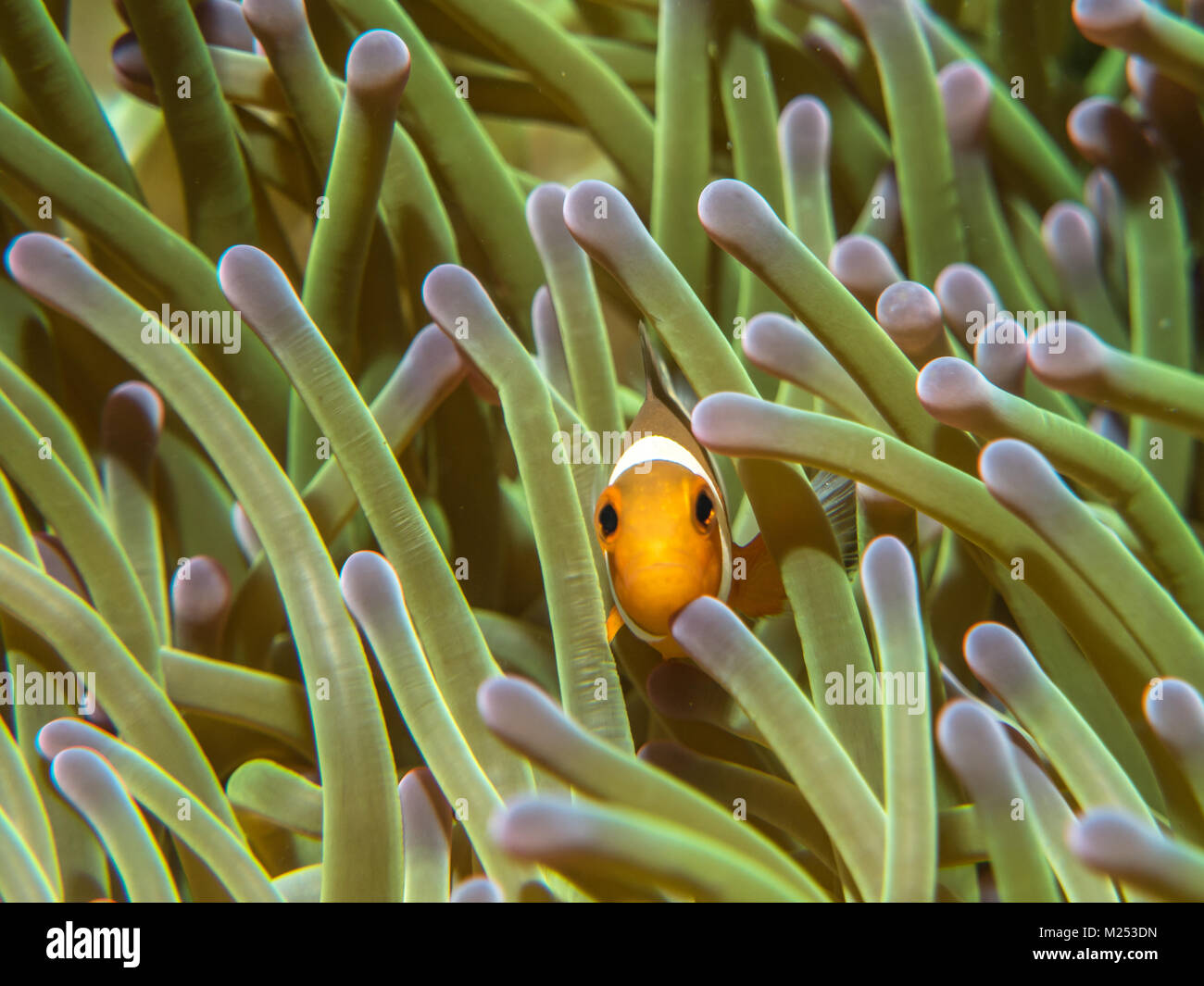 Anemone fish with Sea Anemone, Philippines Stock Photo - Alamy