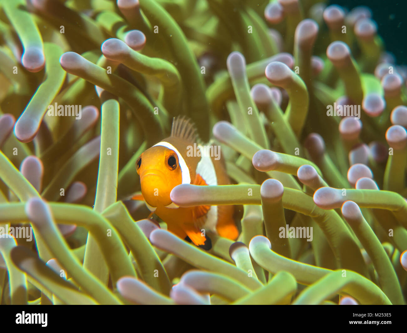 Anemone fish with Sea Anemone, Philippines Stock Photo - Alamy