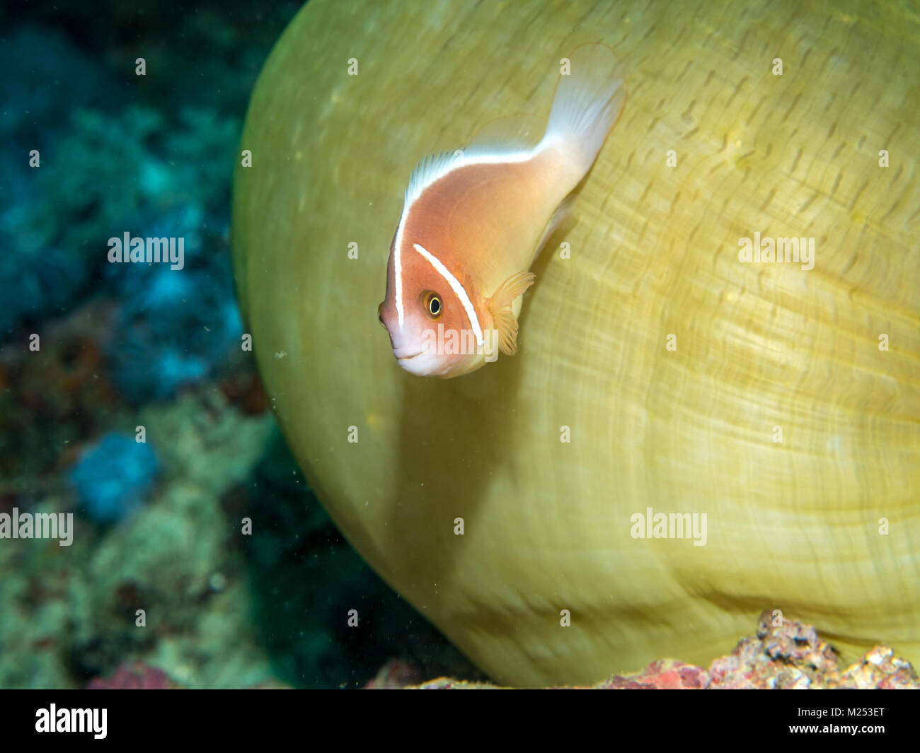 Anemone fish with Sea Anemone, Philippines Stock Photo - Alamy
