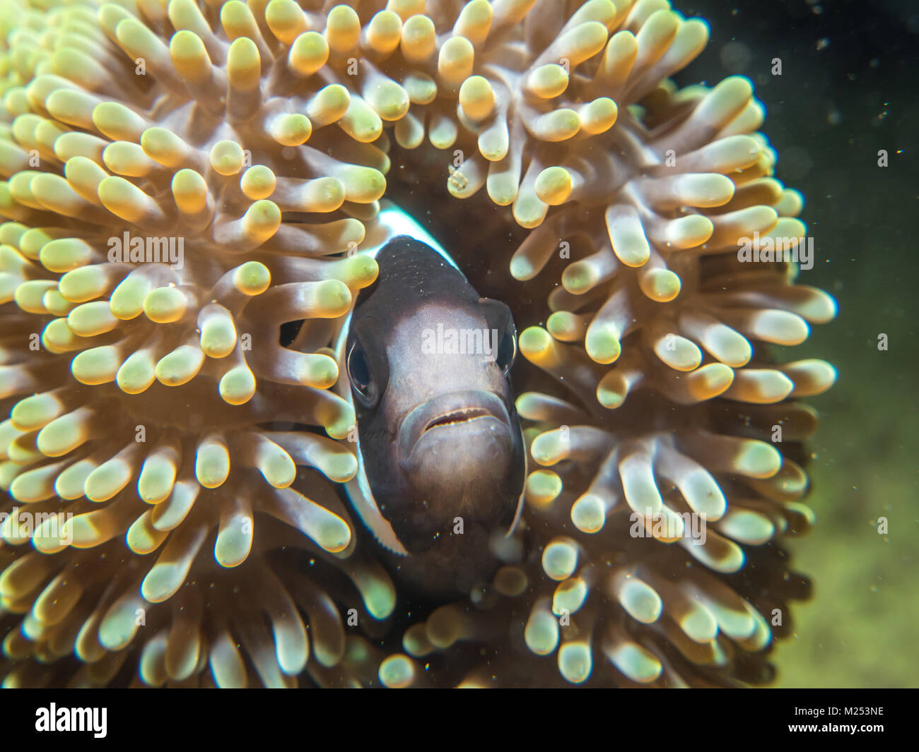 Anemone fish with Sea Anemone, Philippines Stock Photo - Alamy