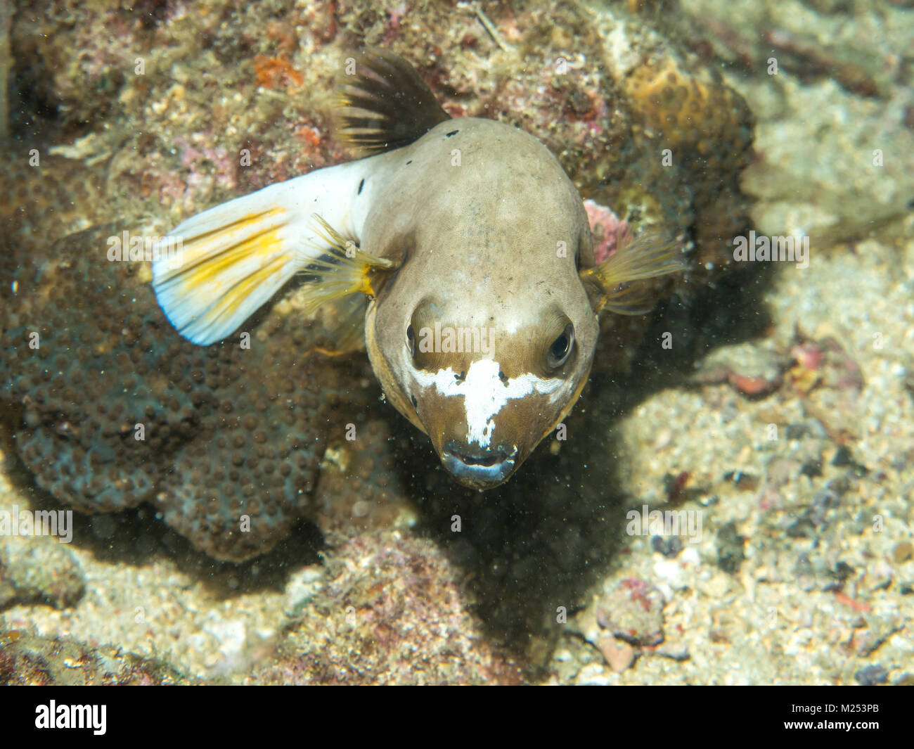 Blowfish swimming at underwater, Philippines Stock Photo - Alamy
