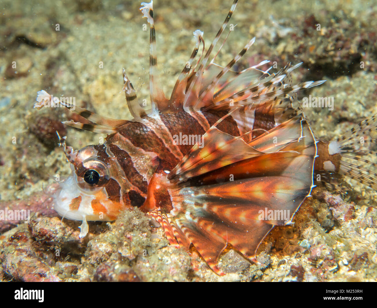 A lionfish lying on a sandy bottom, Philippines Stock Photo - Alamy