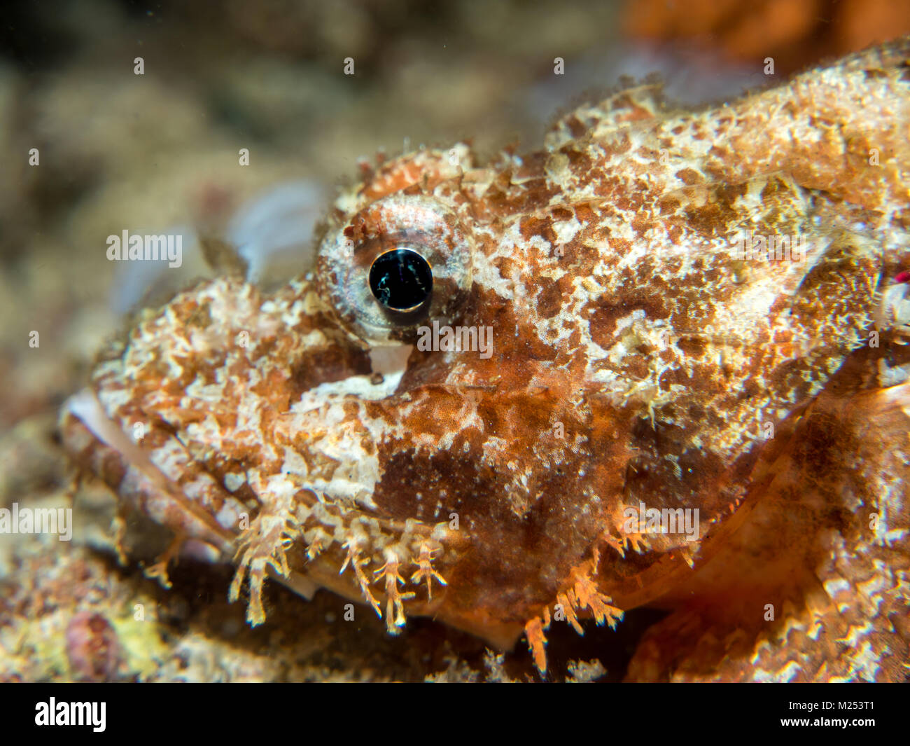 Scorpion Fish Head Closeup, Philippines Stock Photo - Alamy