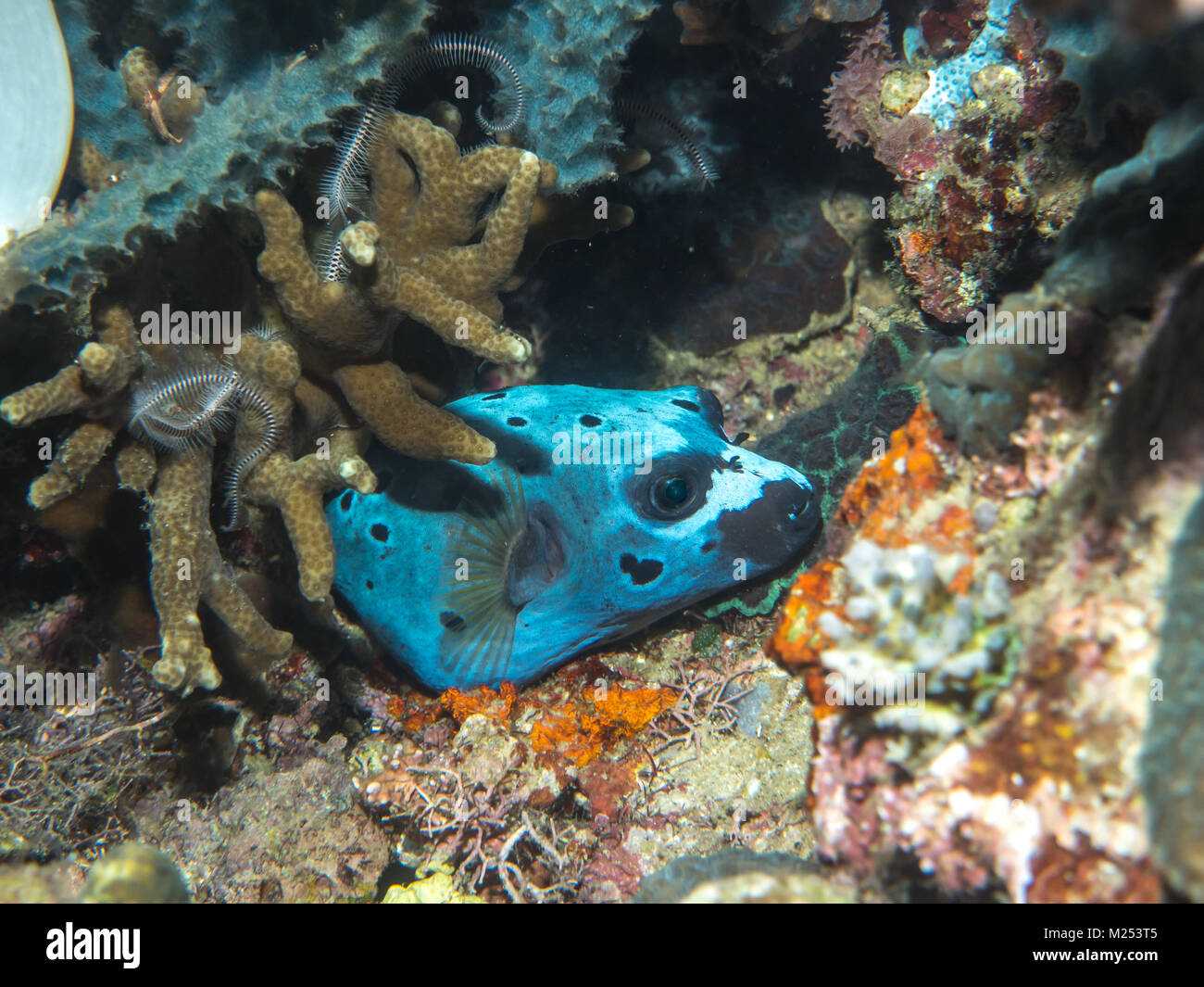 Fish in a hole hi-res stock photography and images - Alamy