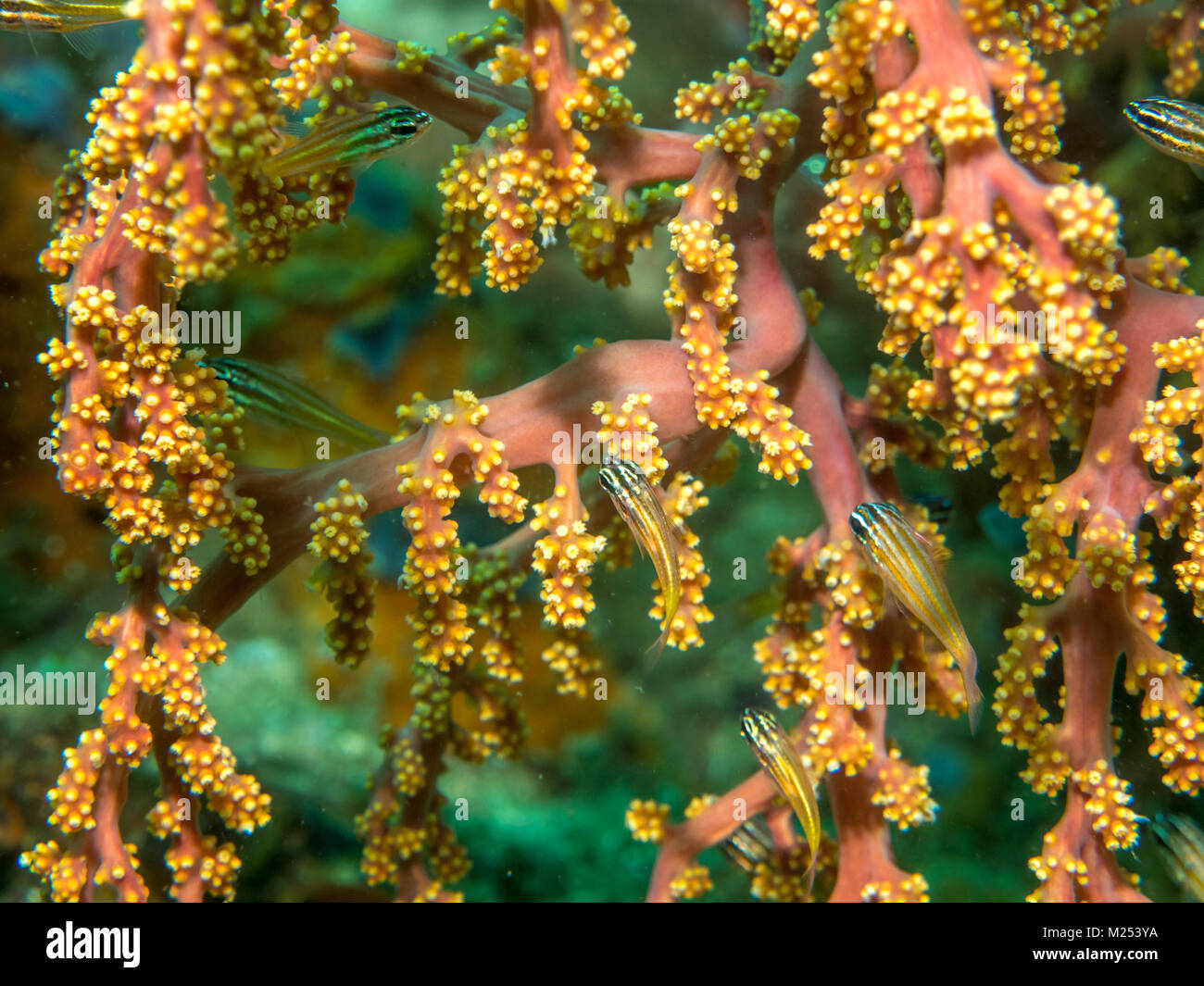 The fish in the coral, Philippines Stock Photo - Alamy
