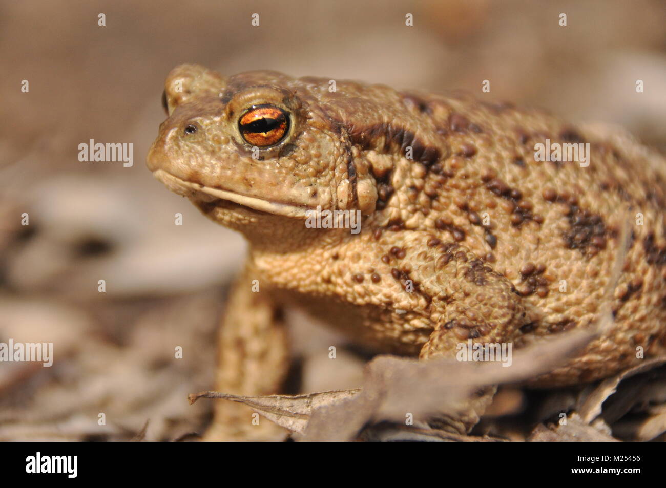 Toad. Amphibian during the spring awakening and mating Stock Photo - Alamy