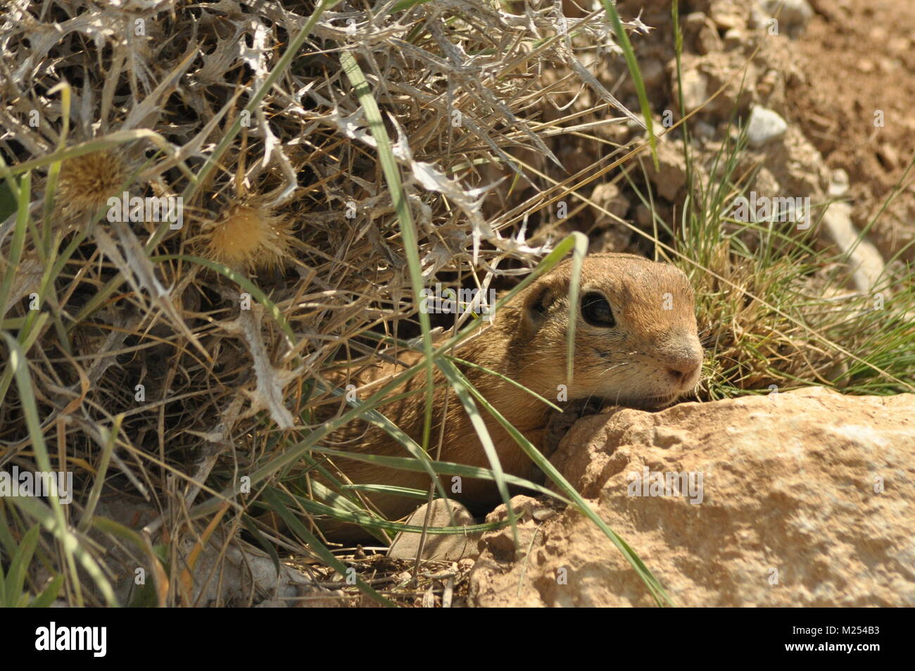 Gopher looking out of the burrow. Danger to life. Central Turkey Stock ...