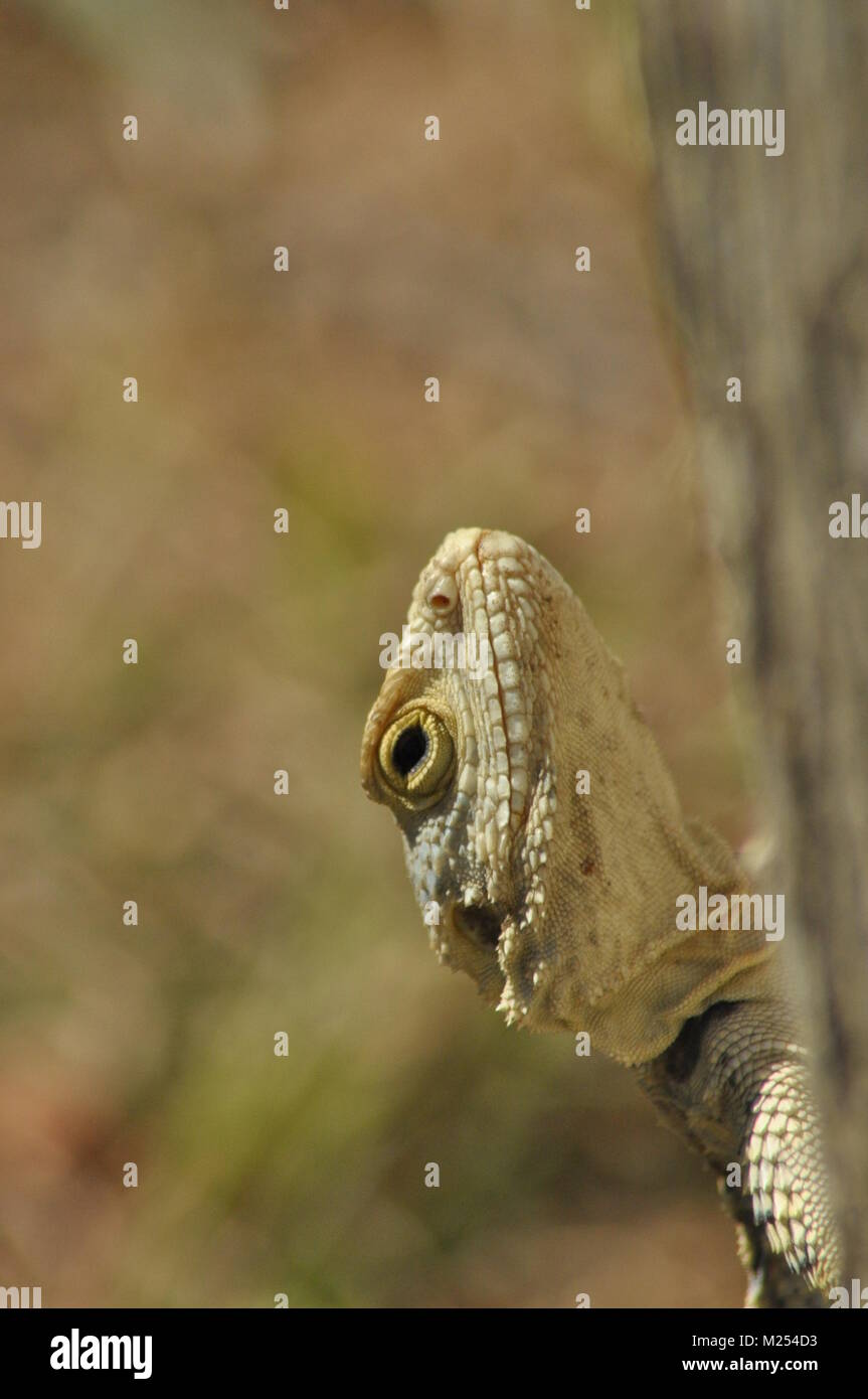 Lizard basking in the sun. Cold-blooded reptile. Skin covered with ...