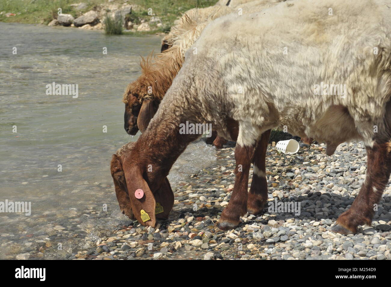 Spent sheep from pasture. Back to the bait. Wool animals Stock Photo ...
