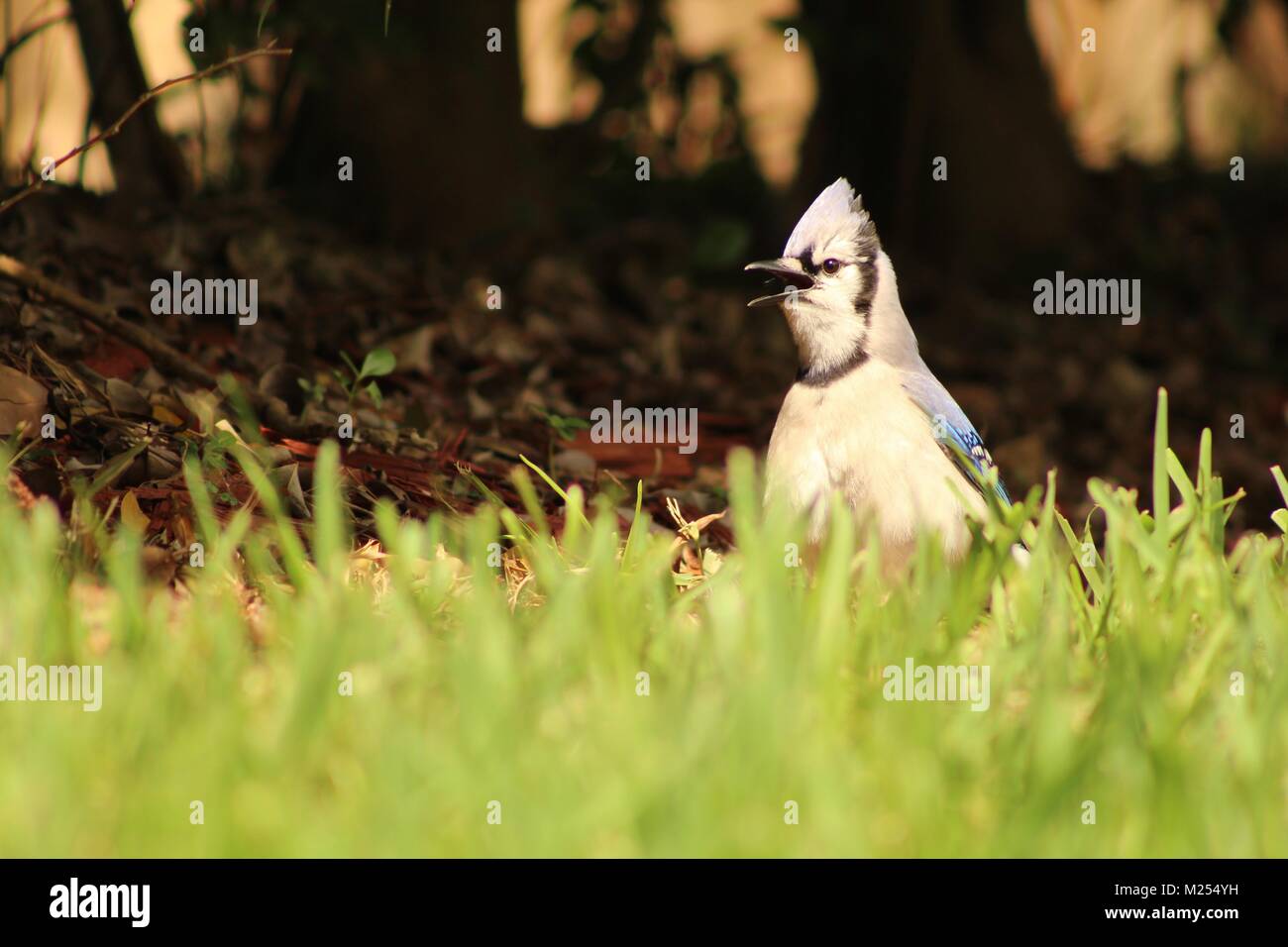 Gorgeous Blue Bird Singing in the Lush Grass Stock Photo - Alamy