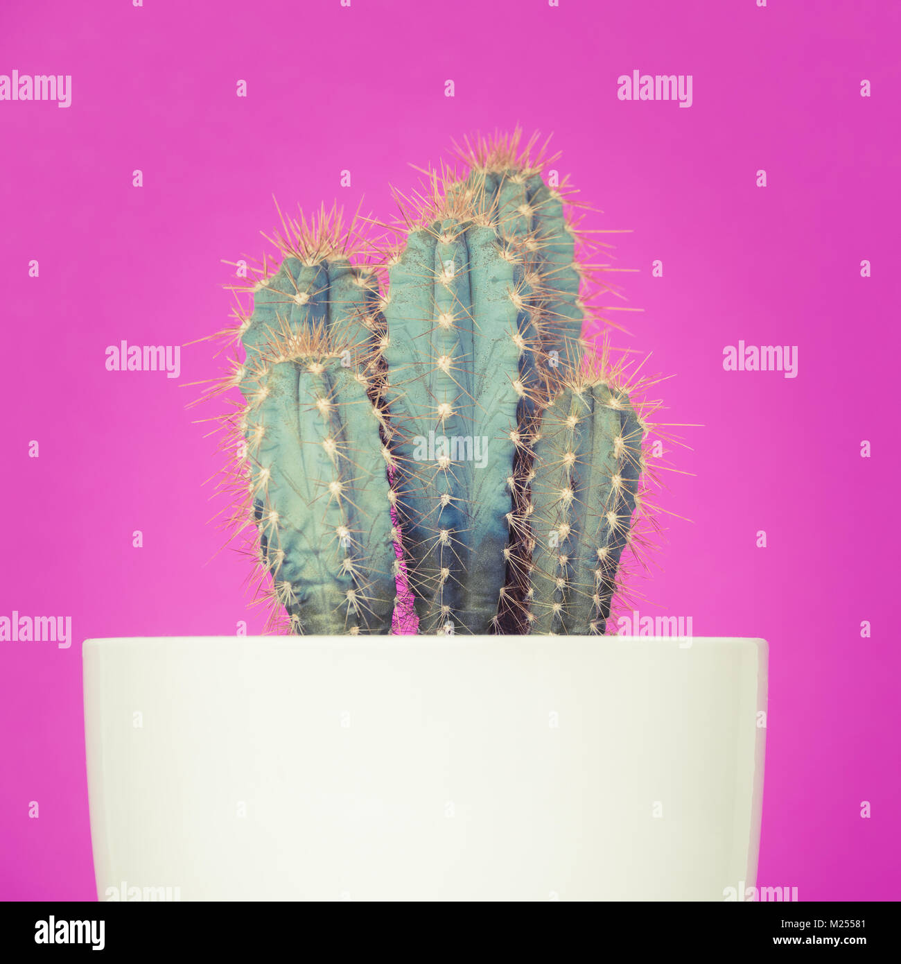 Cactus plant close up. Trendy pastel coloured minimal background with ...