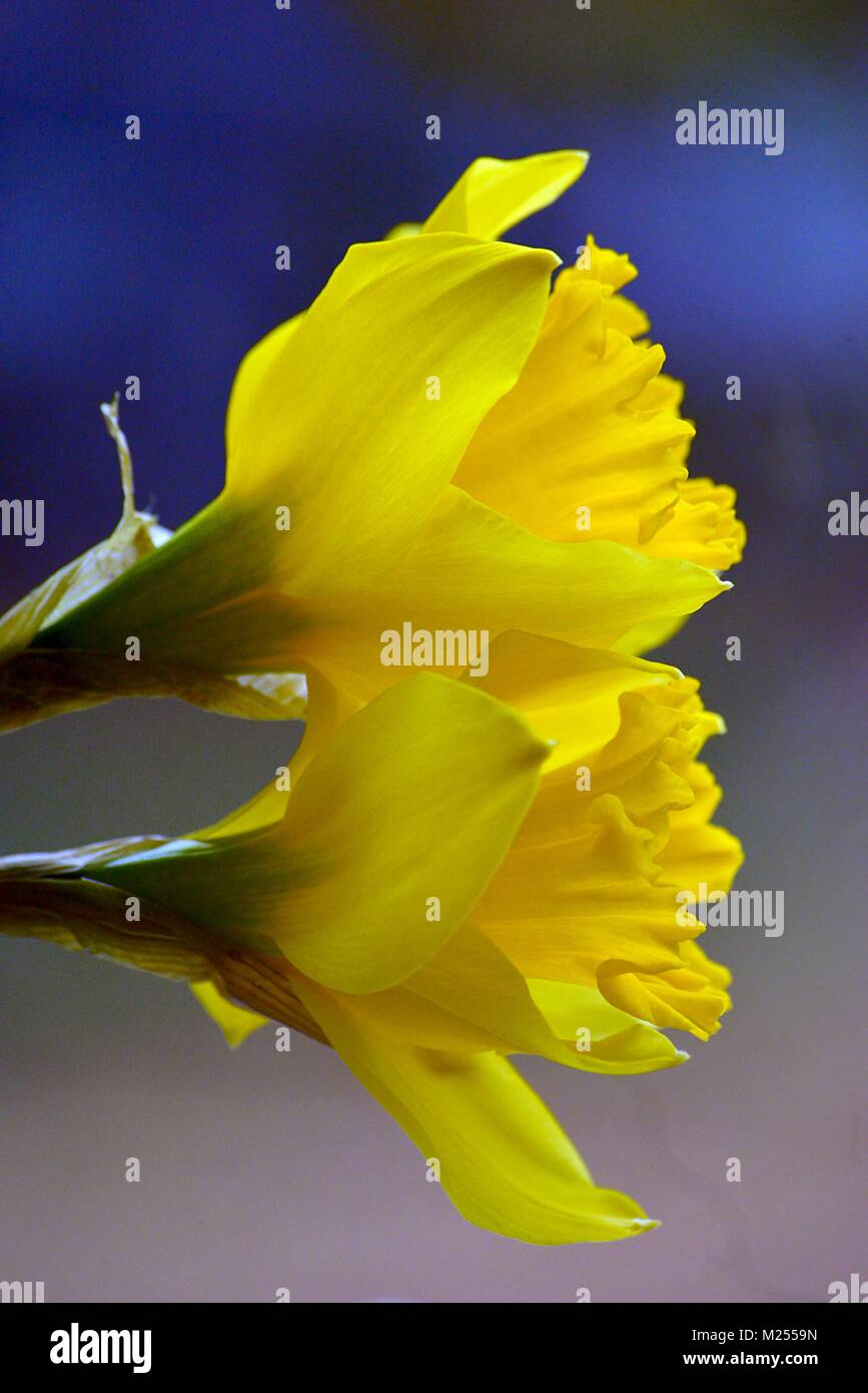Two Daffodil Heads Yellow Close up Stock Photo - Alamy