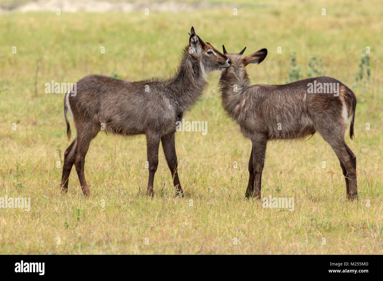 The waterbuck is a large antelope found widely in sub-Saharan Africa ...