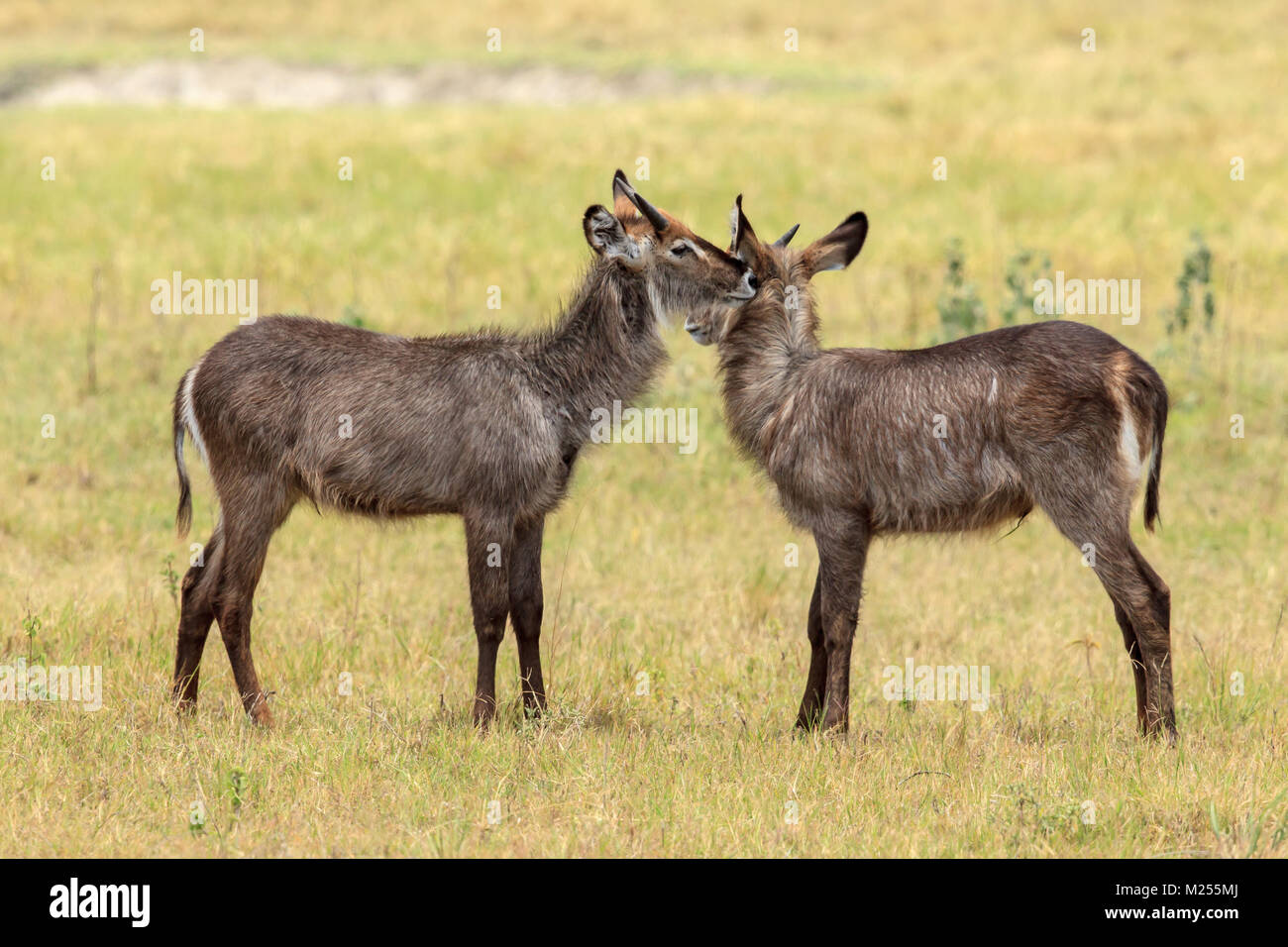Malawi sub saharan africa hi-res stock photography and images - Alamy