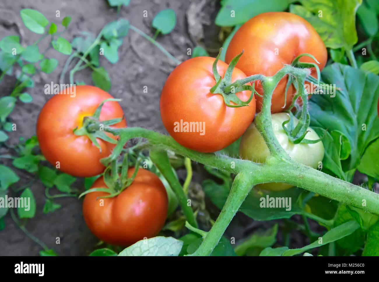 Tomatoes ripen on branches hi-res stock photography and images - Alamy