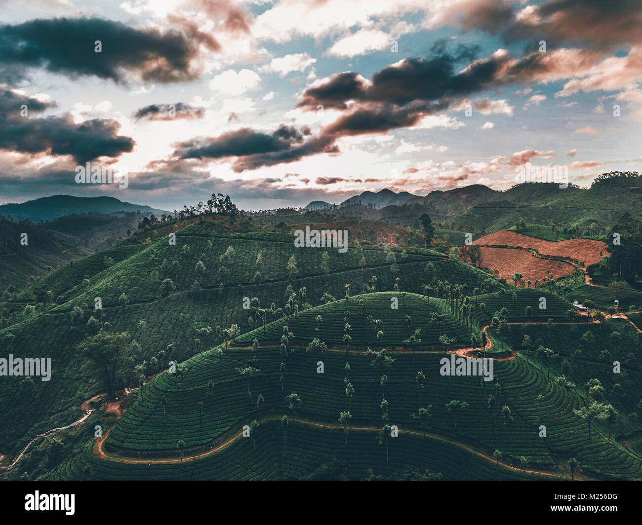 Teeplantage Fairtrade anbau, Bio Gesund aus der Natur Tee Stock Photo ...