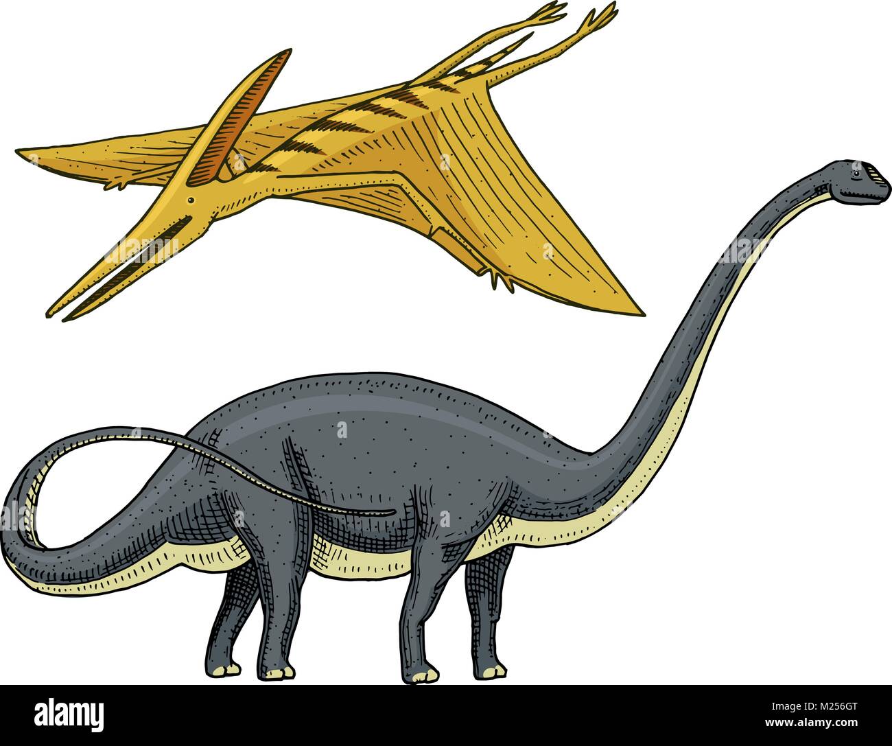 Brachiosaurus Vs Brontosaurus