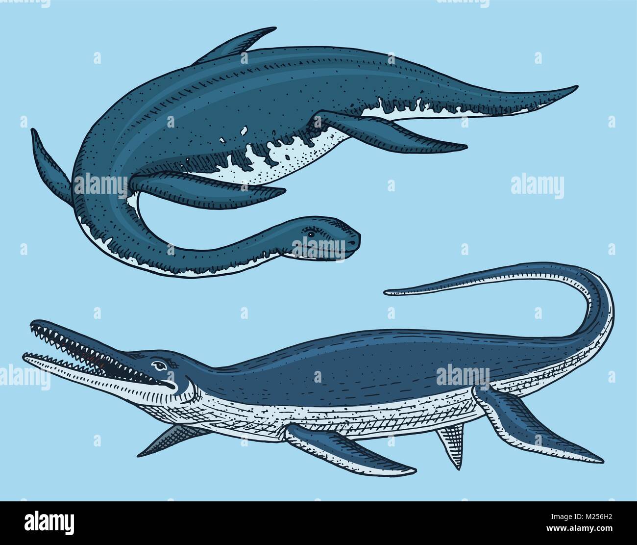 Mosasaurus hi-res stock photography and images - Alamy